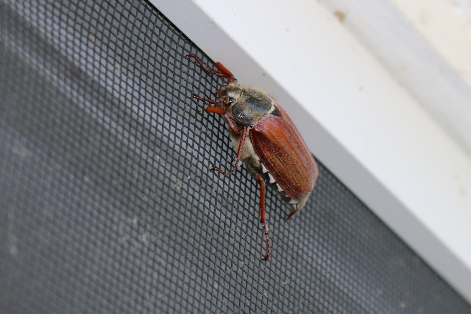 Kruipende Insekten: Kevers en Torren