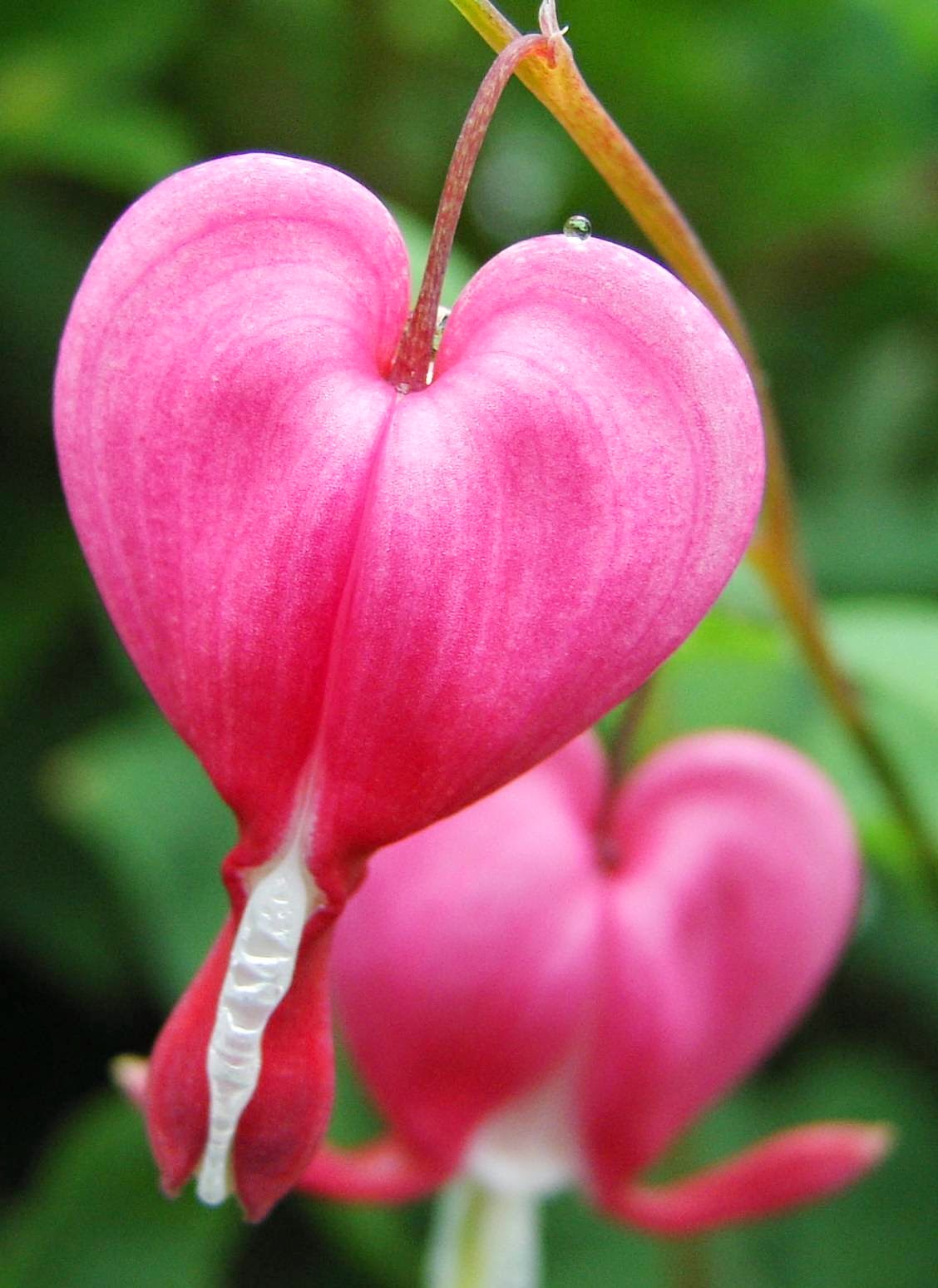 Astrologia para volar en la Tierra: Júpiter entra en el signo de Leo