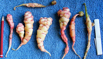 Growing Oca: Assessing Some New Oca Varieties