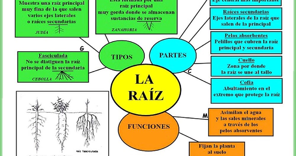 Esquemas Galledor: La Raíz