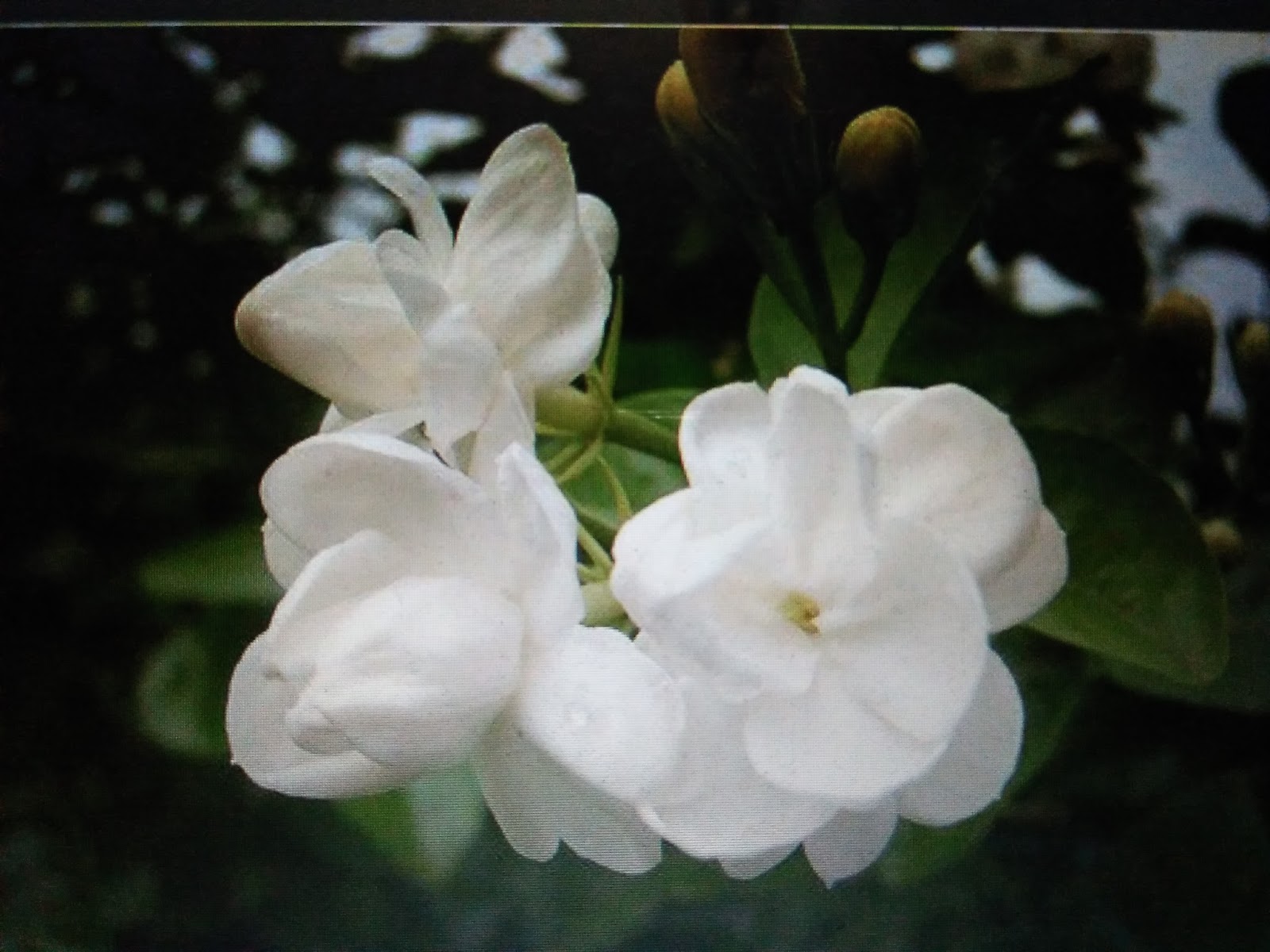 Fuziah Sulaiman blog: Jom kenali Flora BUNGA MELATI - BUNGA MELUR ...