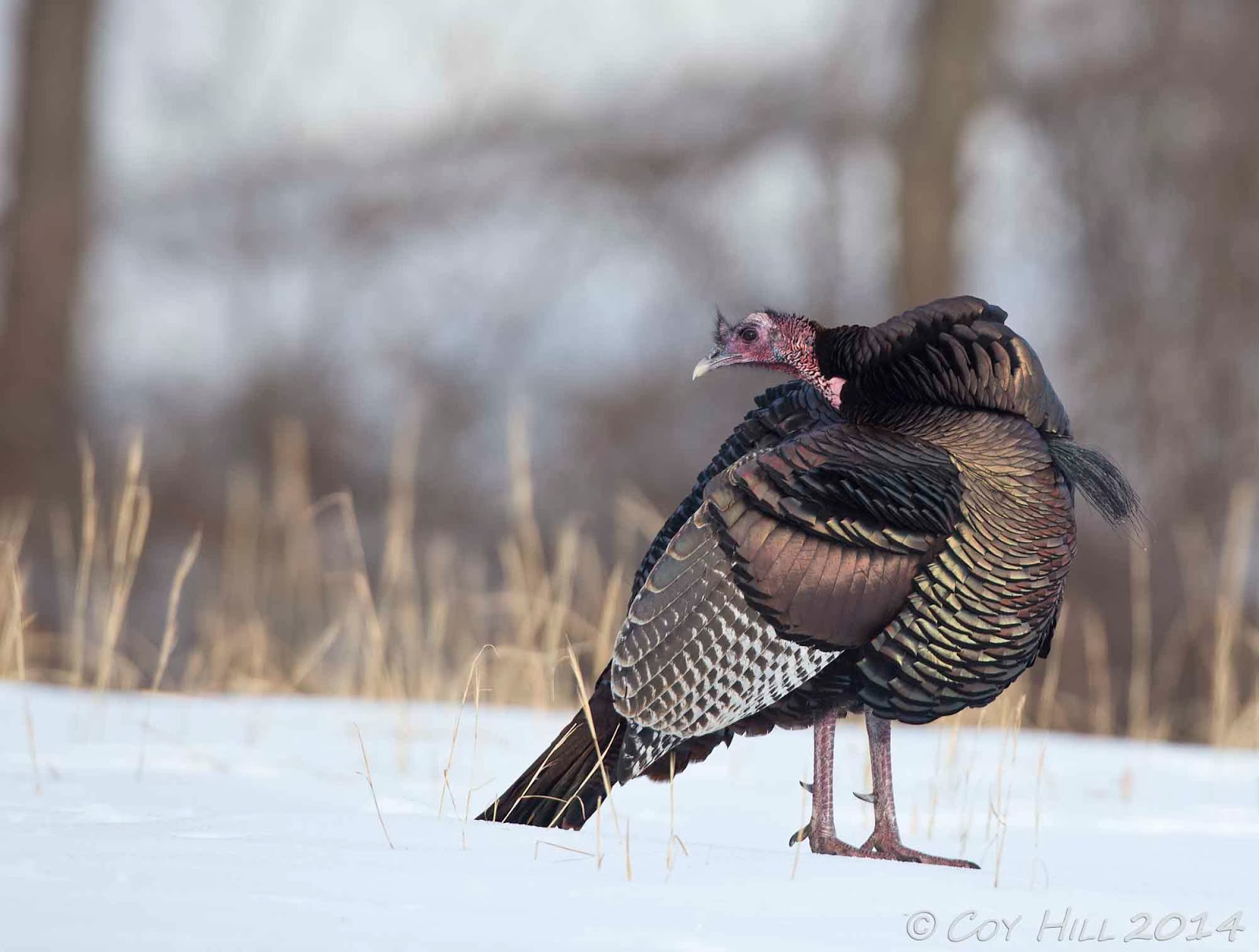 Country Captures: Winter, a Challenge to both Wildlife and Wildlife ...