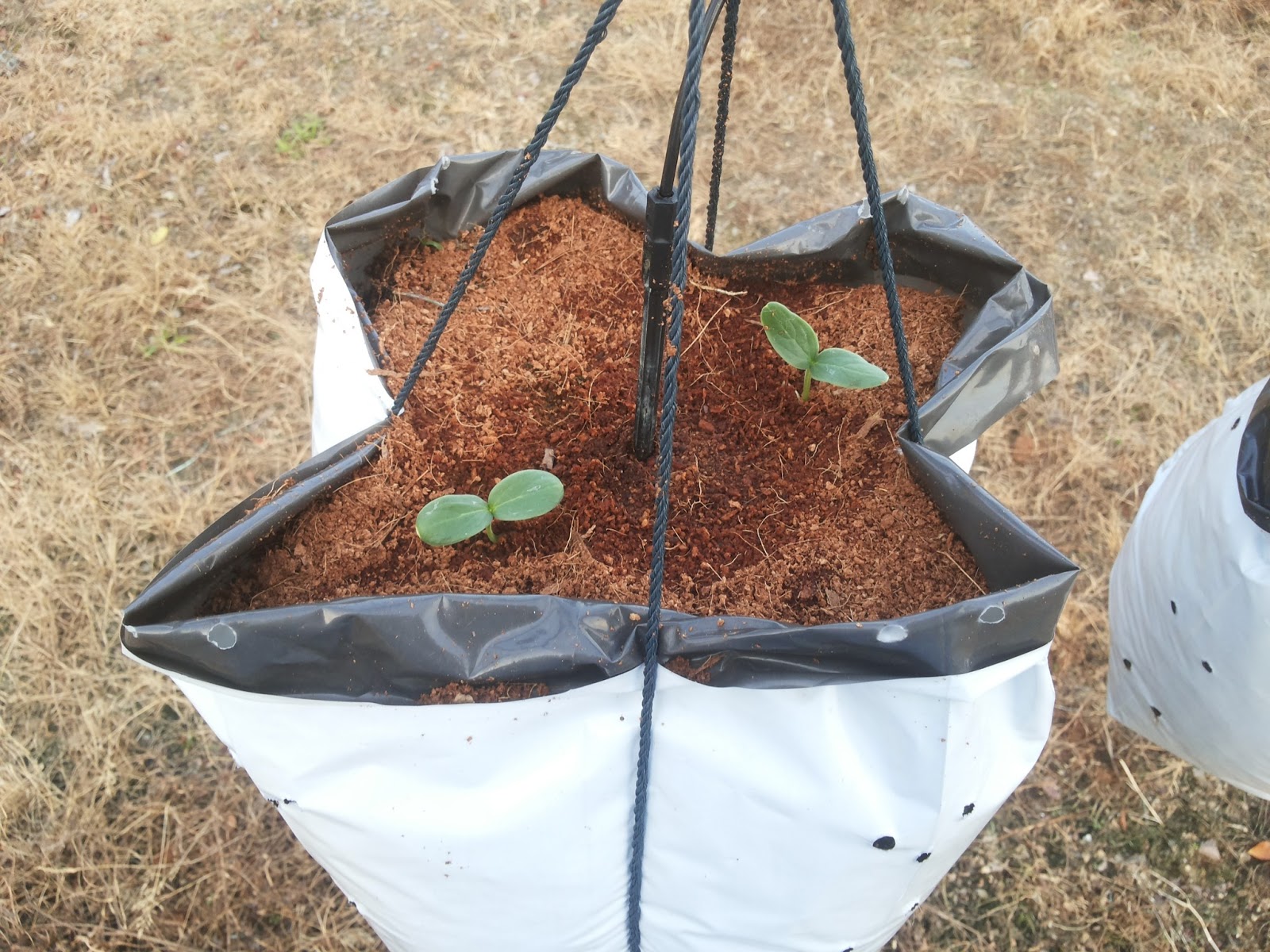OBO: Projek Tanaman Timun Fertigasi Terbuka Di SMK Kuala Jengal, Dungun ...