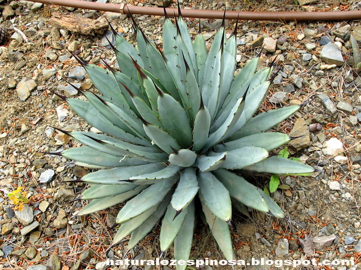 Naturaleza espinosa: Agave macroacantha