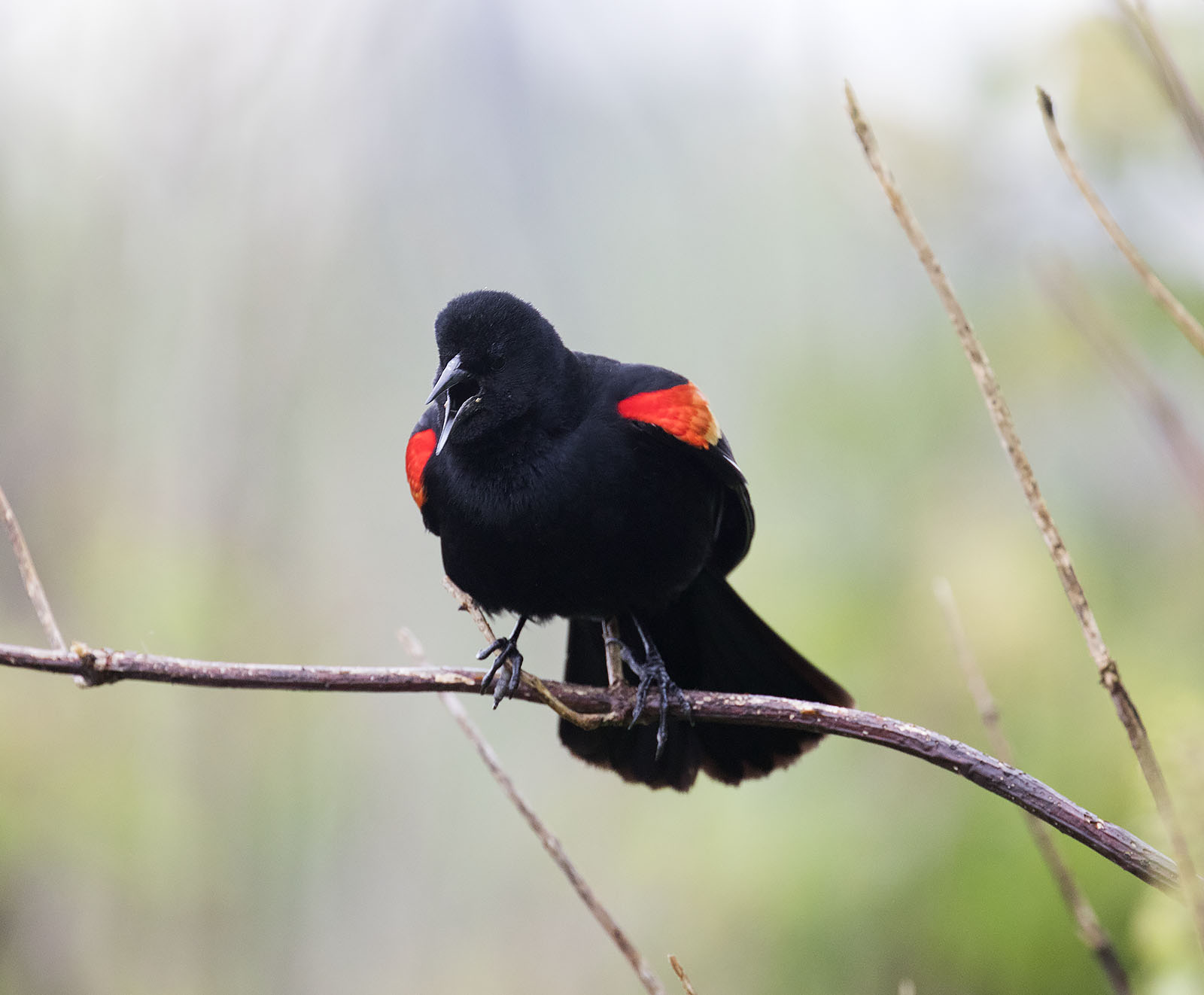 pewit: a few random VI bird images