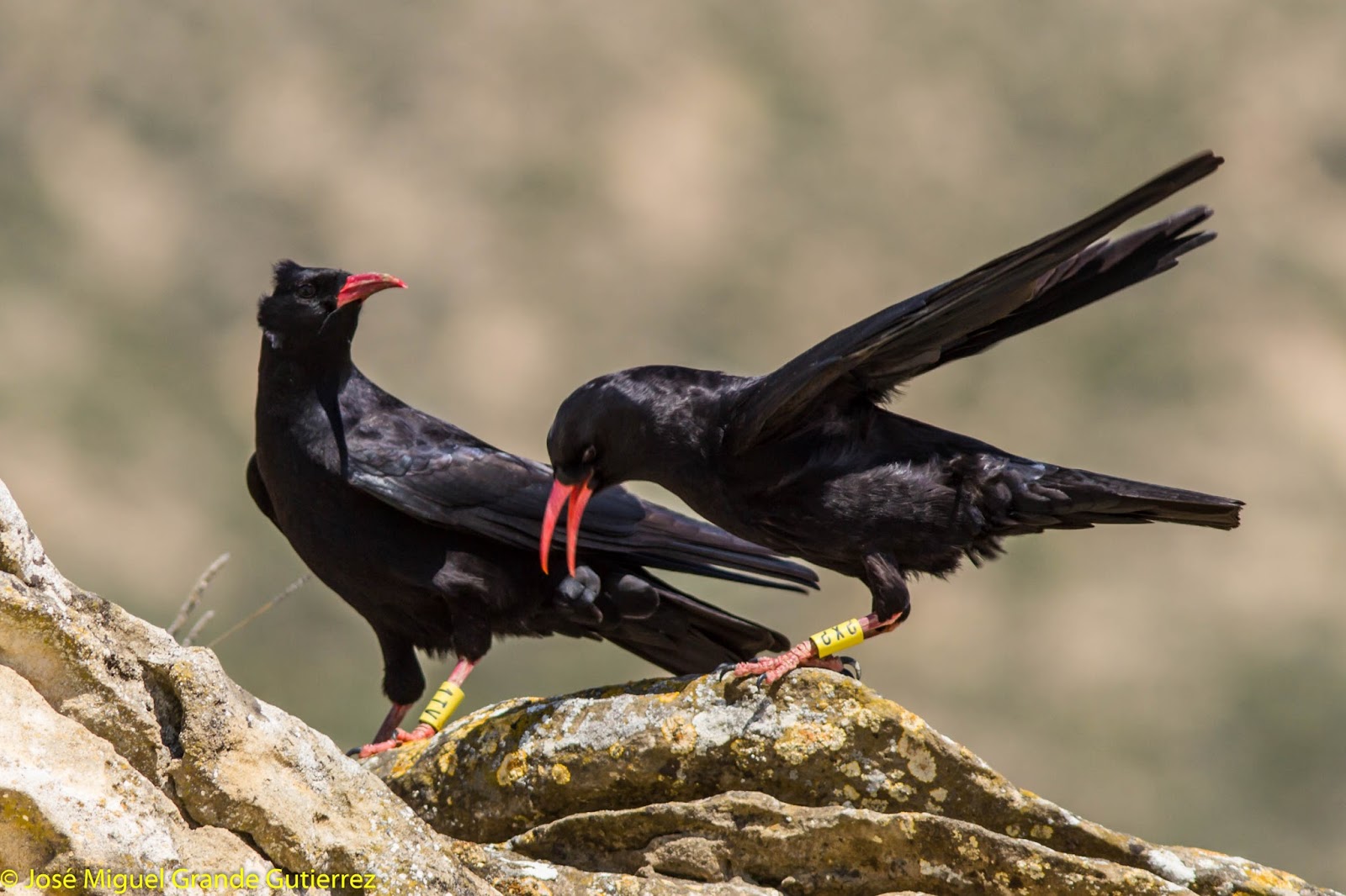 AVES DEL CIELO - BIRDS OF HEAVEN: Chova piquirroja(Pyrrhocorax ...