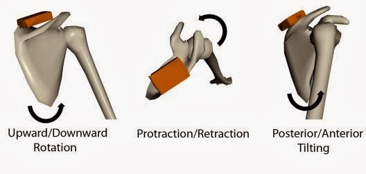 Sports Physiotherapy : Scapula Dyskinesia