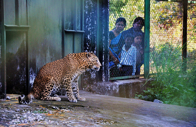 SD : Khairbari Forest, West Bangal