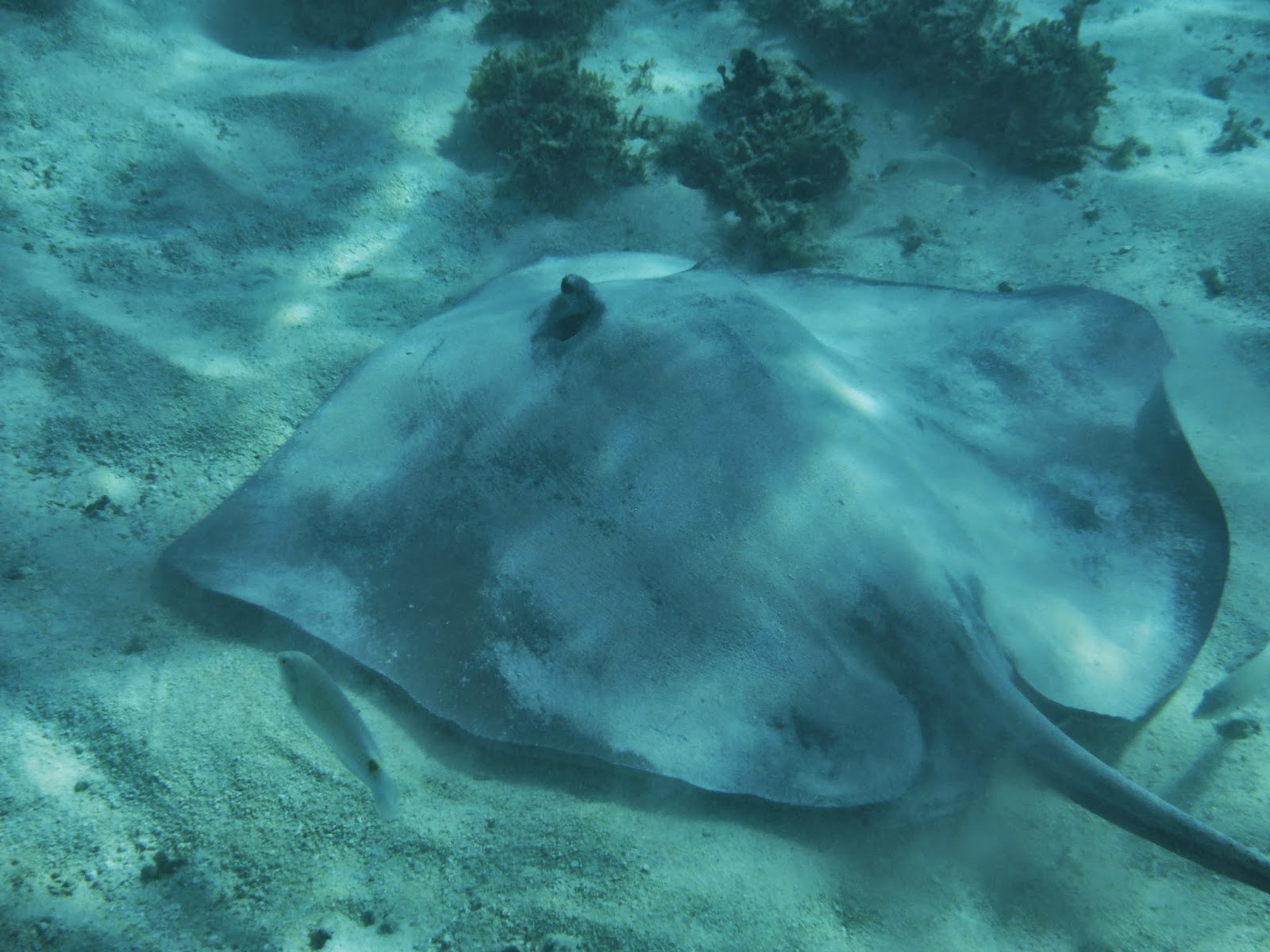 Kaye Family Journey: Great Barrier Reef- Part 1