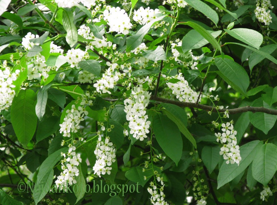 Noidankoto; Valkosipulia ja Salviaa: Tuomi (Prunus Padus)