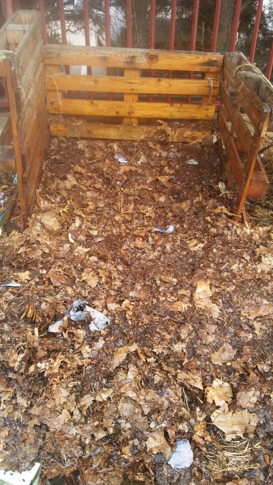 El huerto de Blas : Recogemos hojas para nuestro compostero