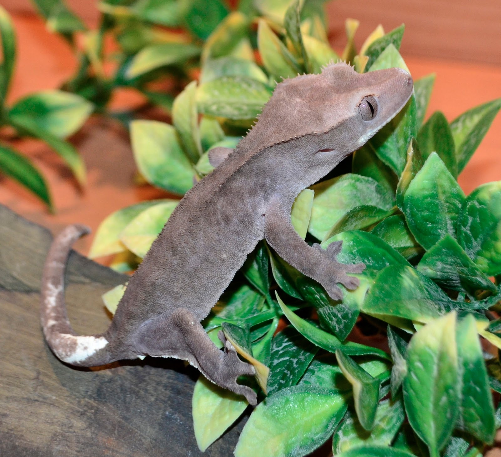 Couple of shots of the grey crested geckos | Reptile Forums