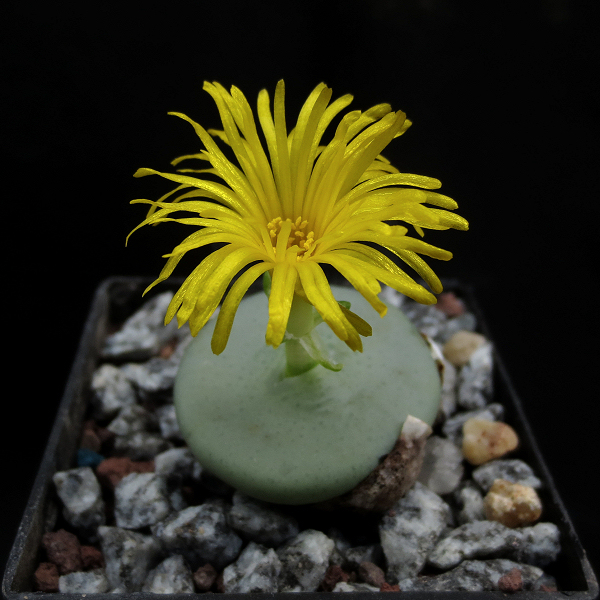 o jardineiro azelha: Conophytum flavum "Chabiessies"