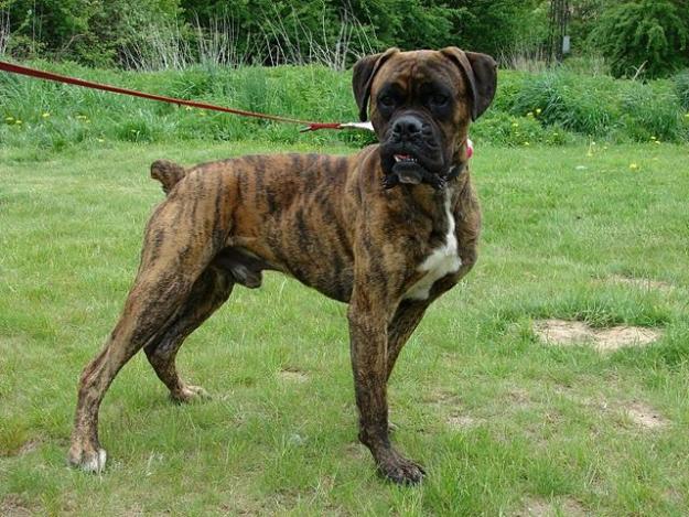 Życie kotow i psów: Umaszczenie psa i kota