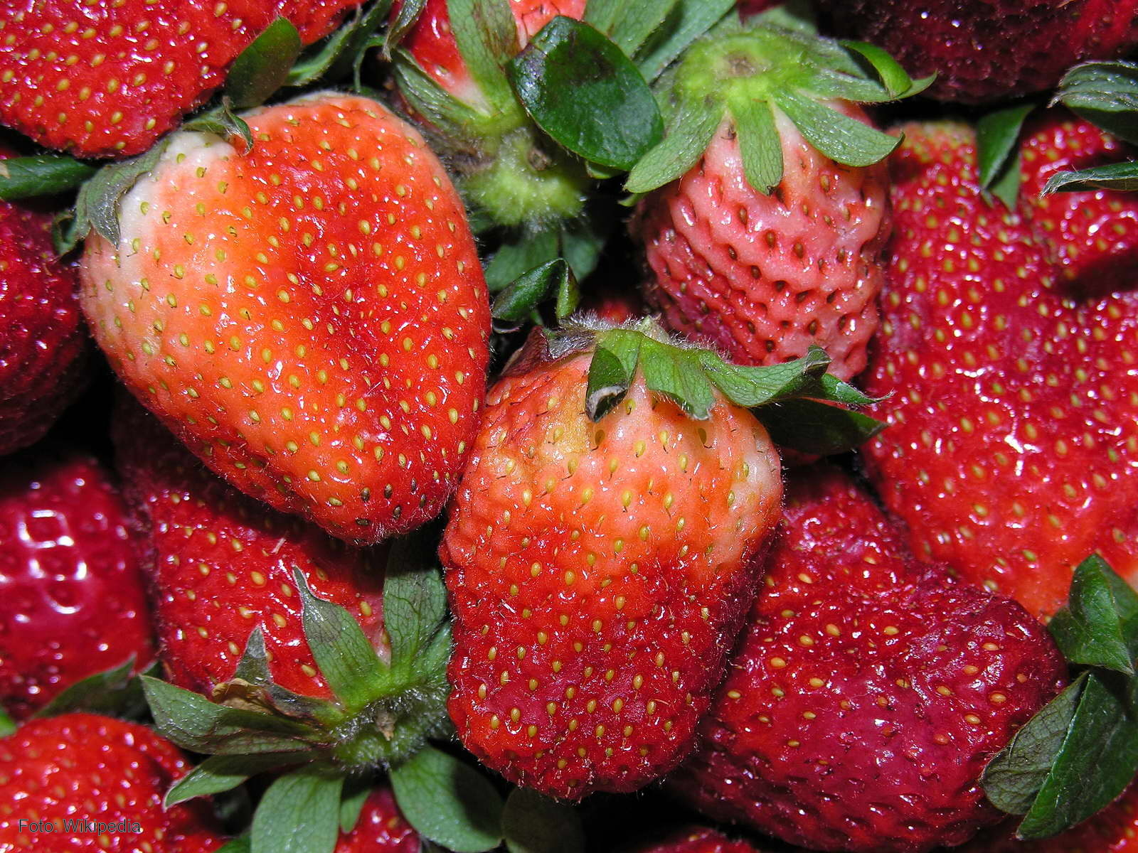 ARTE Y JARDINERÍA : FRESÓN (fresa de jardín). Fragaria x ananassa