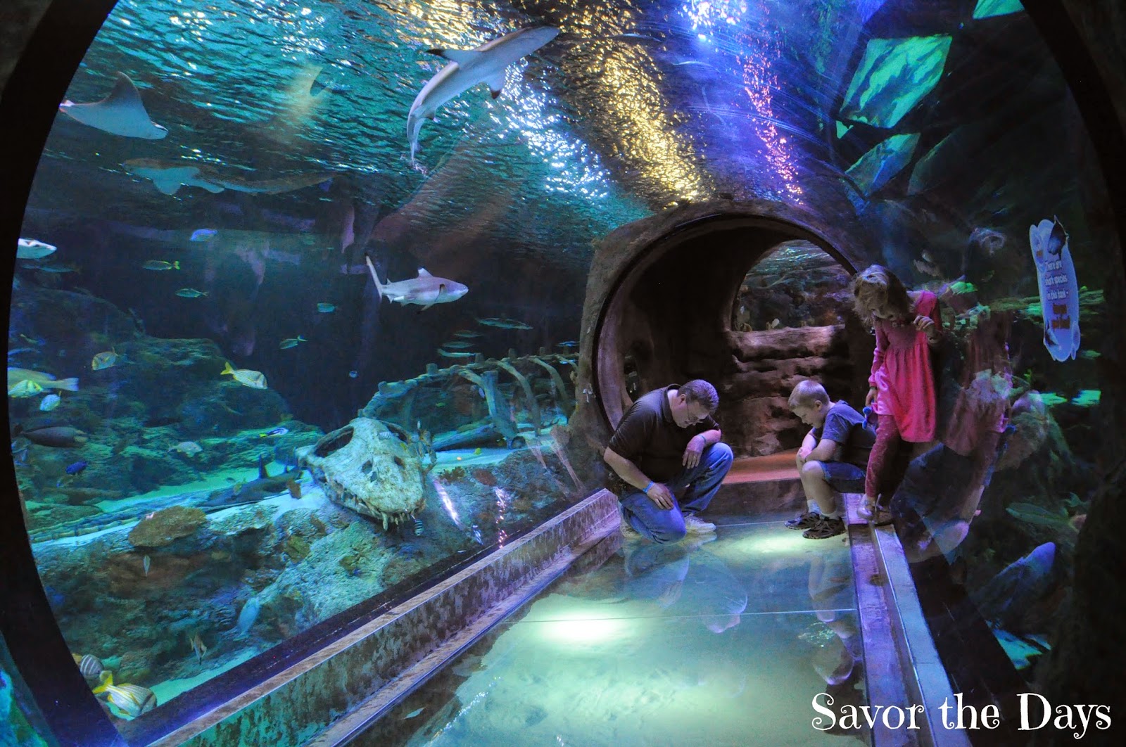Savor The Days: Turtle Fest at SeaLife Aquarium
