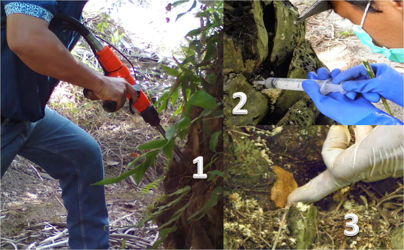 Membangun Perkebunan Kelapa Sawit: Hama Ulat Api Setothosea asigna van ...