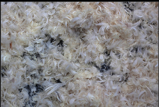 cathaloves: pillow fight : exploding white feathers