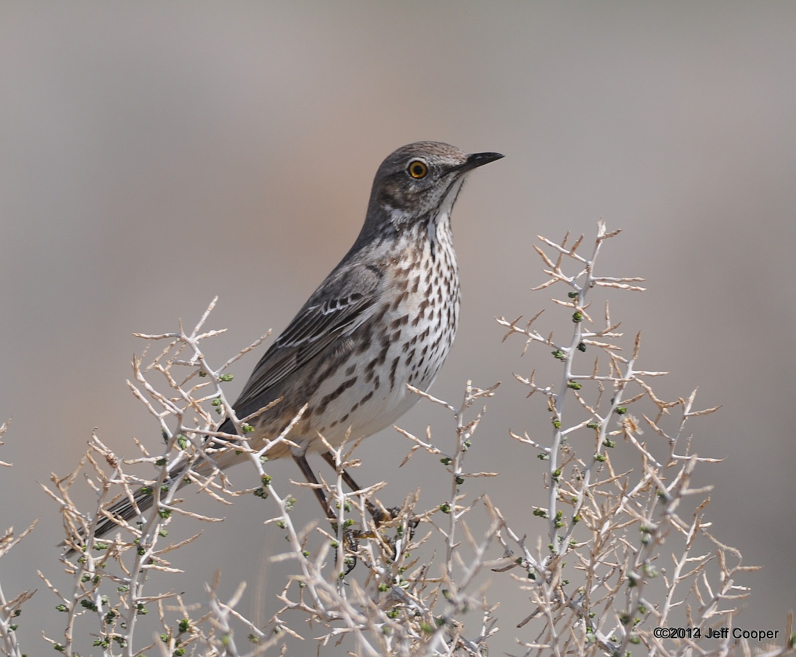 NeoVista Birds and Wildlife: Thrashing and Burrowing Again in Utah's ...
