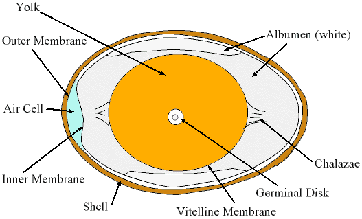 DOKTER HEWAN: Anatomi Ayam