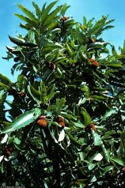 The Modern Beauty of Mabolo