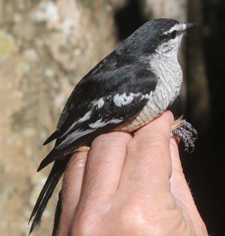 Greg's Wildlife Ramblings