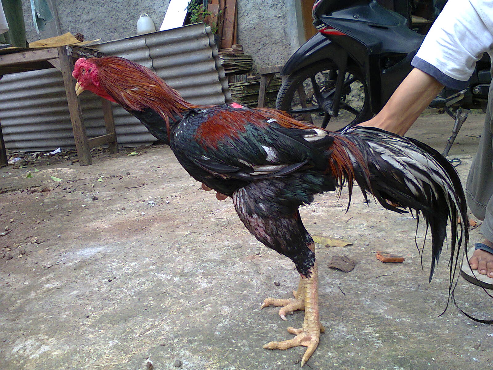 Ayam Bangkok Import: Pemacek