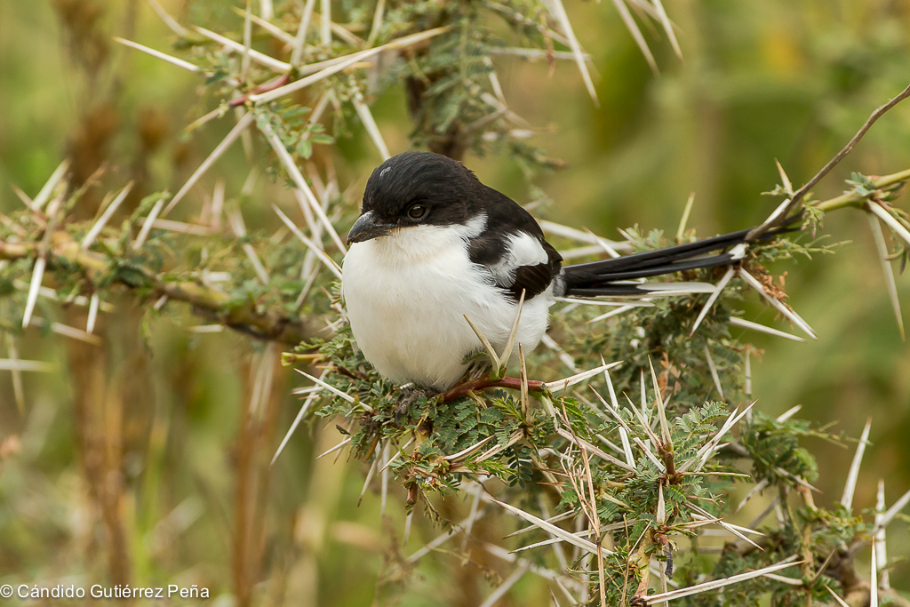 ALCAUDON COLILARGO - Lanius Cabanisi | Observatorio de la Naturaleza
