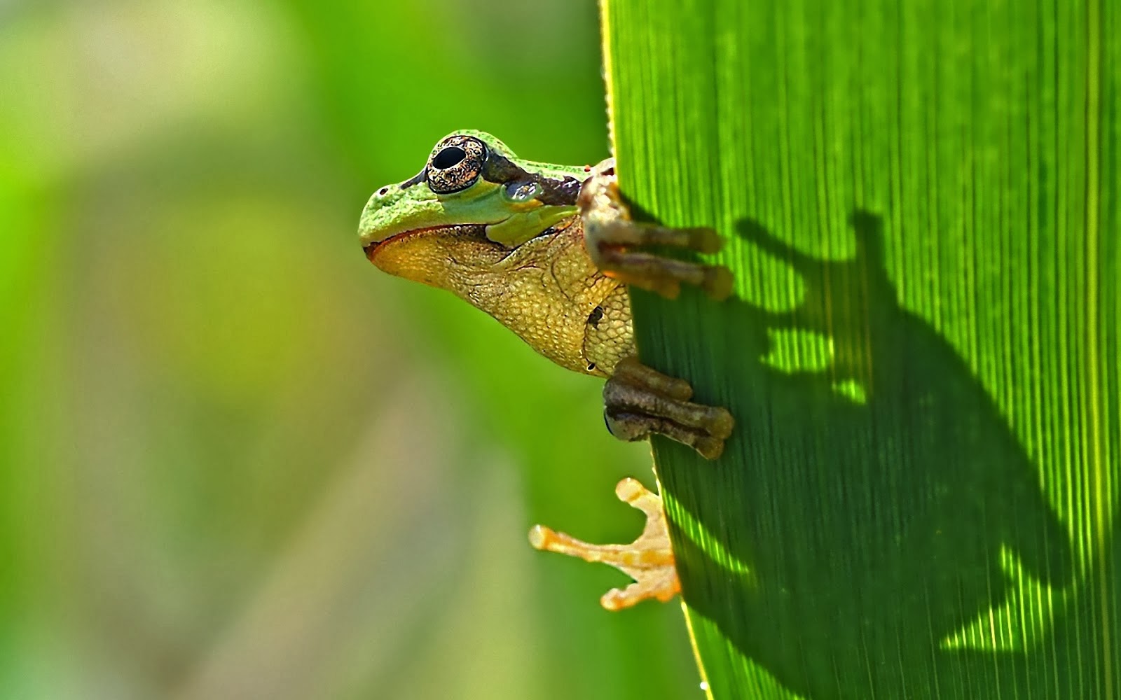 Wallpapers de Ranas - Fondos de Pantalla HD | Colorear a Heidi