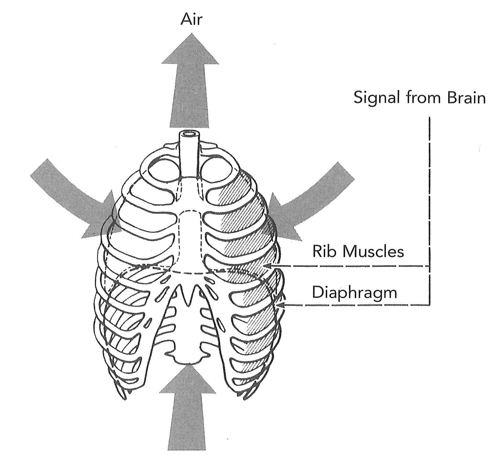Voz Saludable: Conociendo Mi Instrumento (Inhalación-Exhalación)