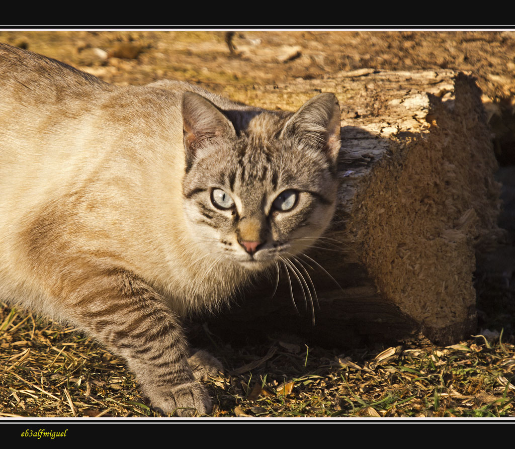 Miguel fotografia: Gato domestico (Felis silvestris catus)