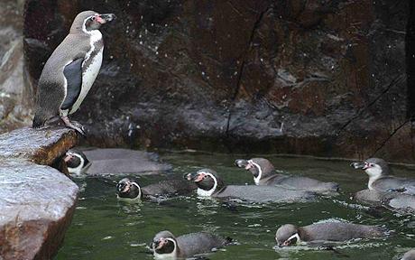 Info-Junction Blog: Humboldt Penguin