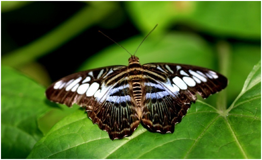 History Of Pulau Pinang: Sejarah