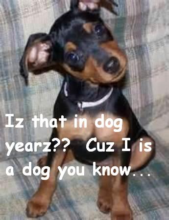 Crazy Stuff I Do: Is That In Dog Years?