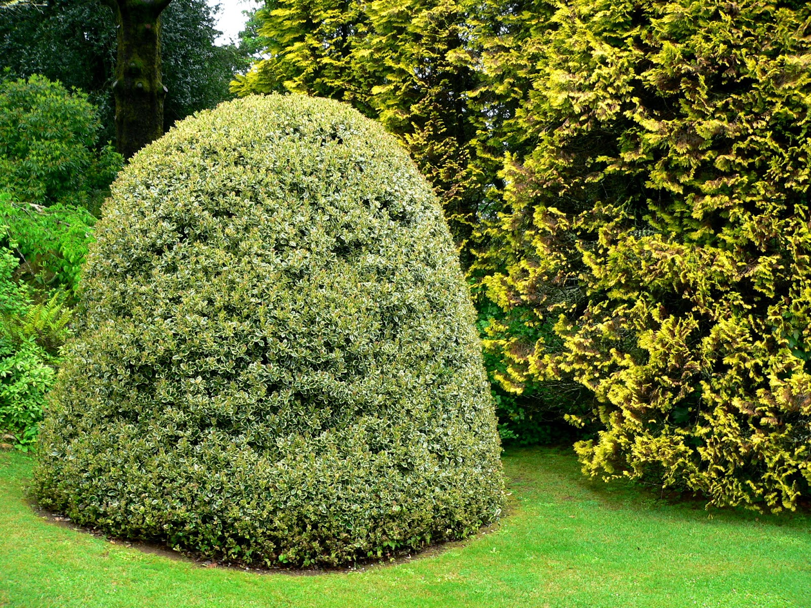 Aggregata Plants & Gardens: Visit to the historical gardens of Duneira ...