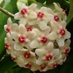 Vendo bulbos de flores naturais: Flor-de-cera (Hoya carnosa)
