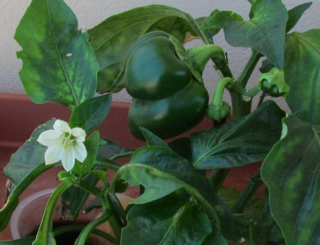 Foto Blog Puerto Rico: Hidroponia Pimientos Morrones Seguimiento