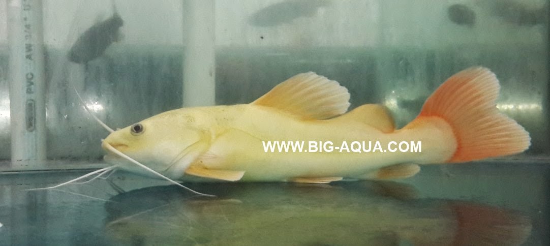 Platinum Red Tail Catfish ~ Big Aqua