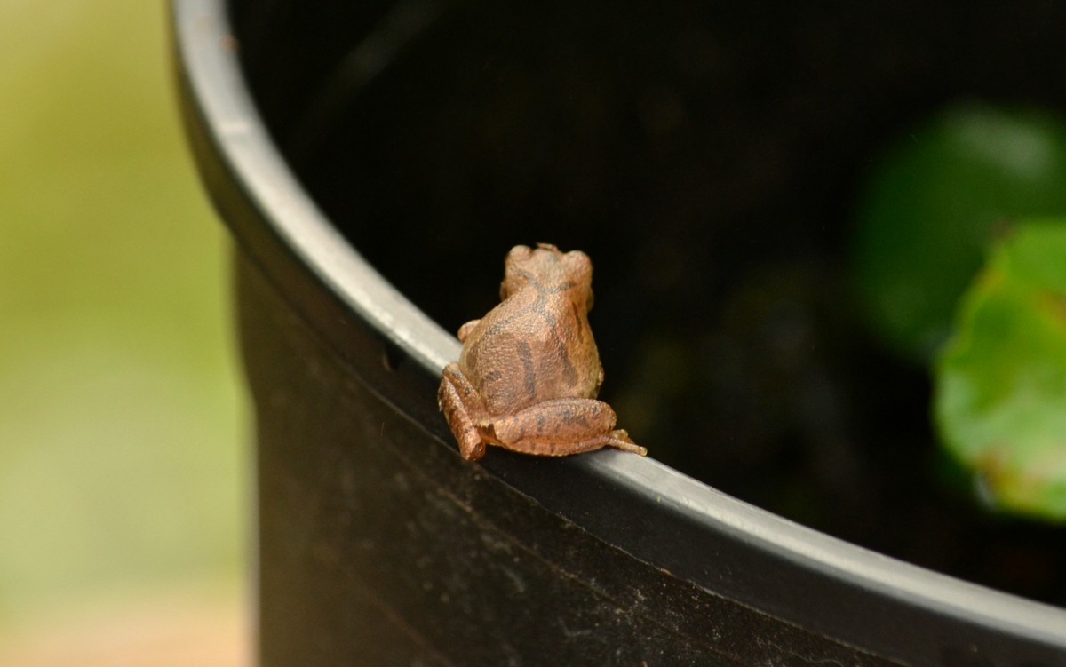 Woods Walks and Wildlife: Late Summer and Early Fall at the House, Part ...