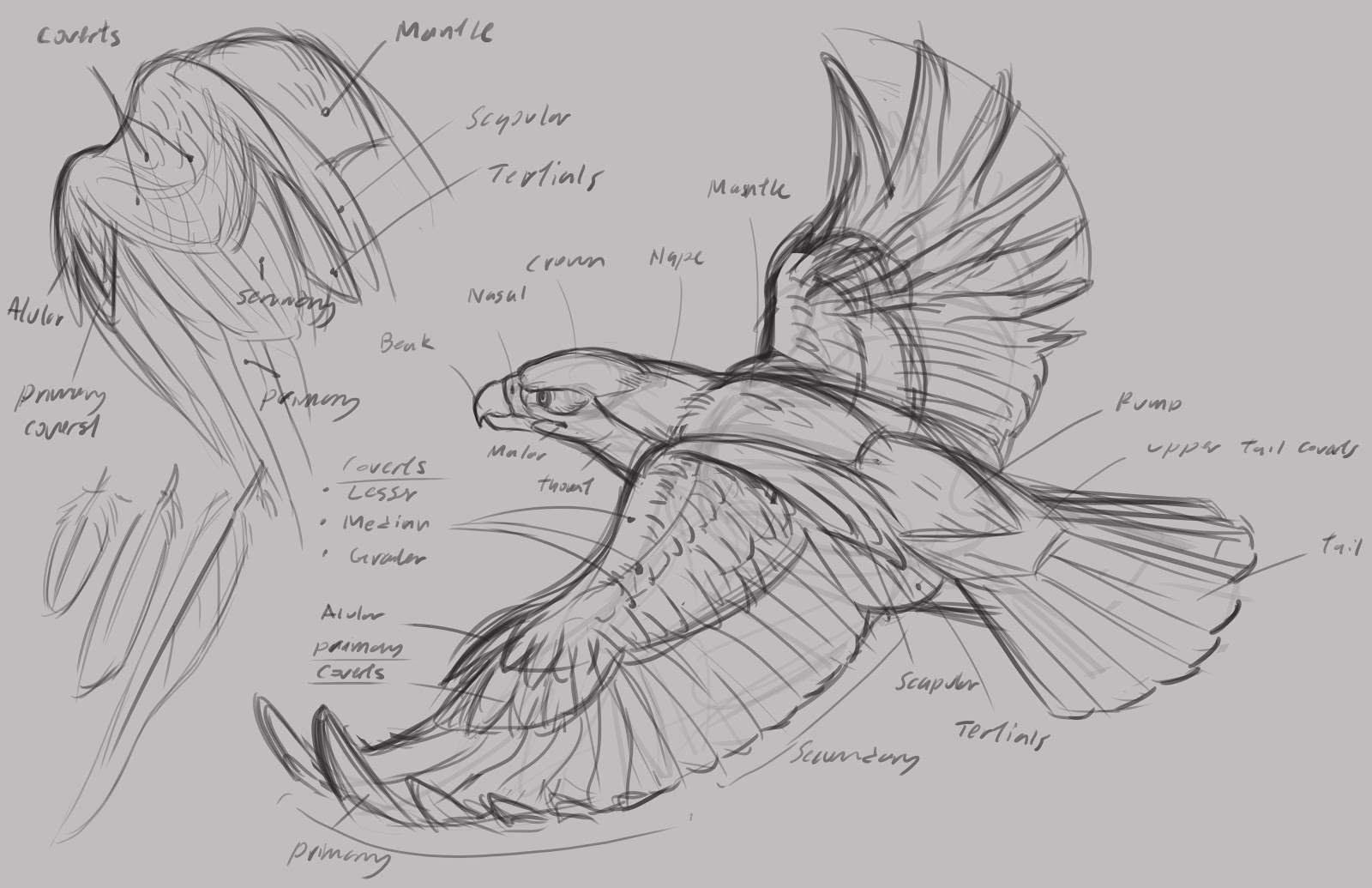 Animal Art and Demos: raptor demo
