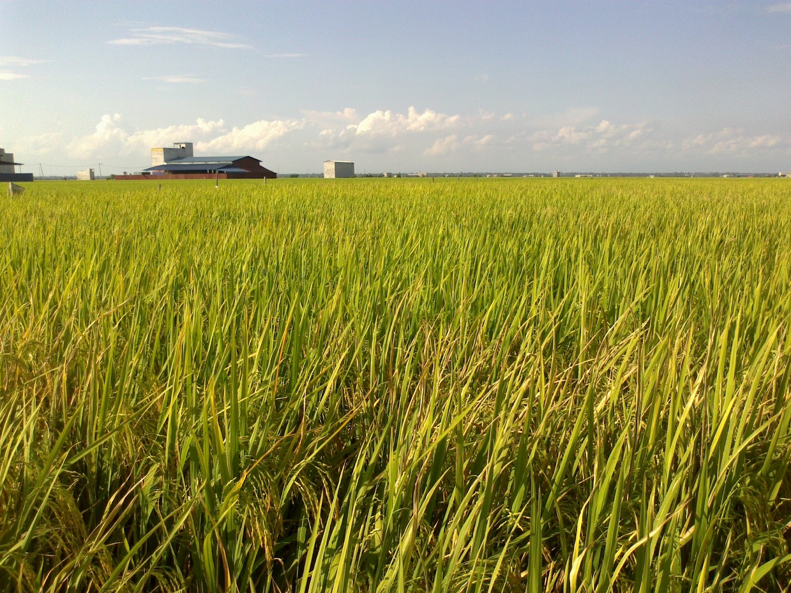 Ice's Archive: BEAUTY美丽日记: Beauty of Paddy Field