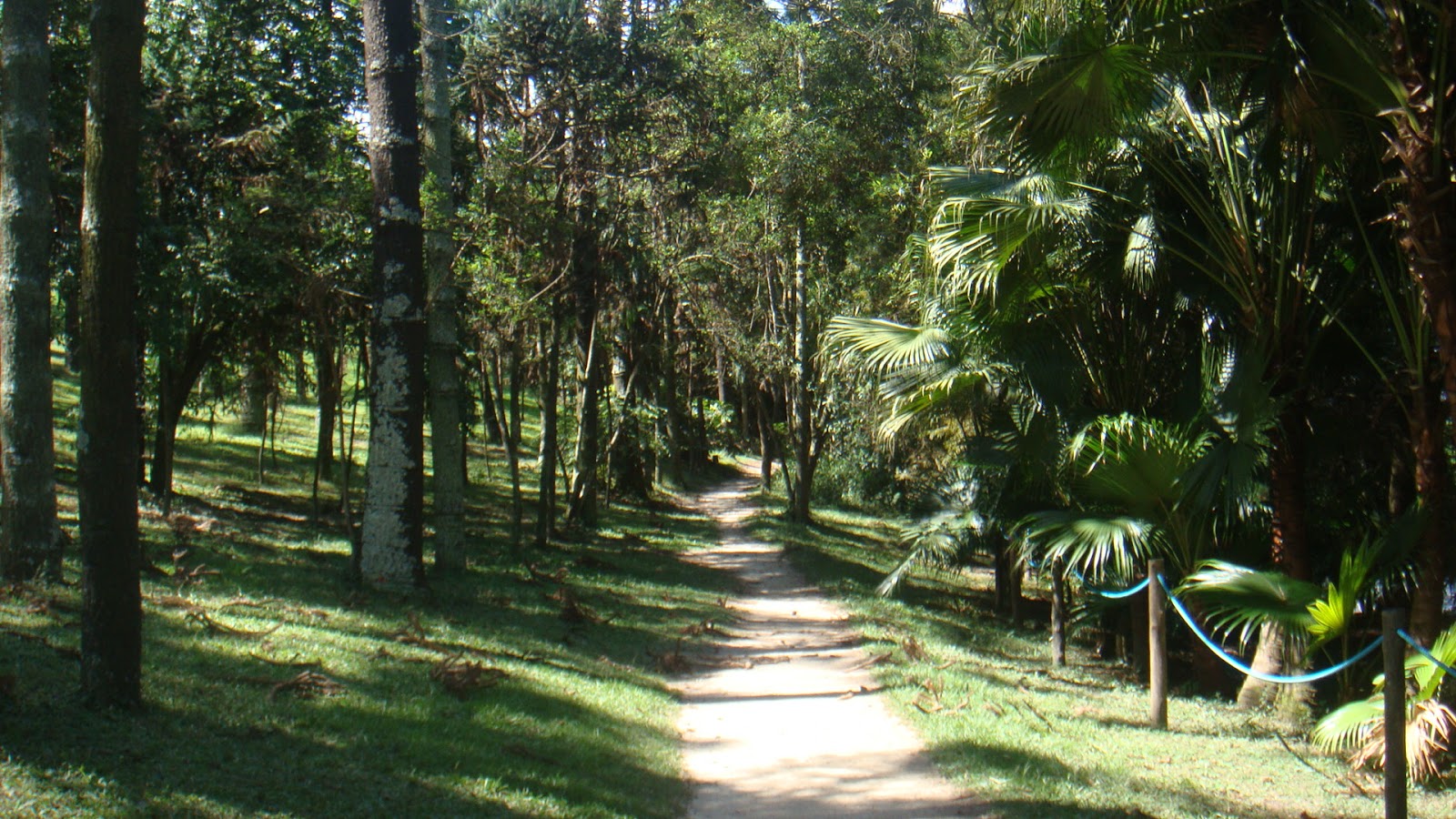 Pé de Natureza: Sesc Interlagos - SP