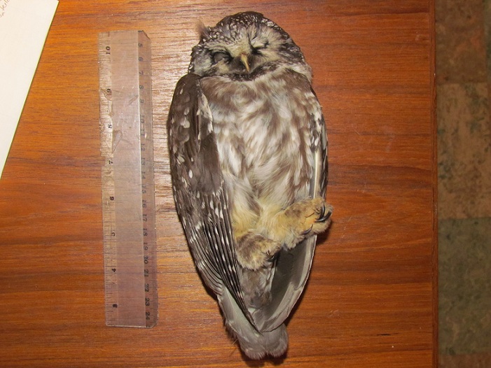 Ragin' cagin' birding: New bird for Waterloo Region