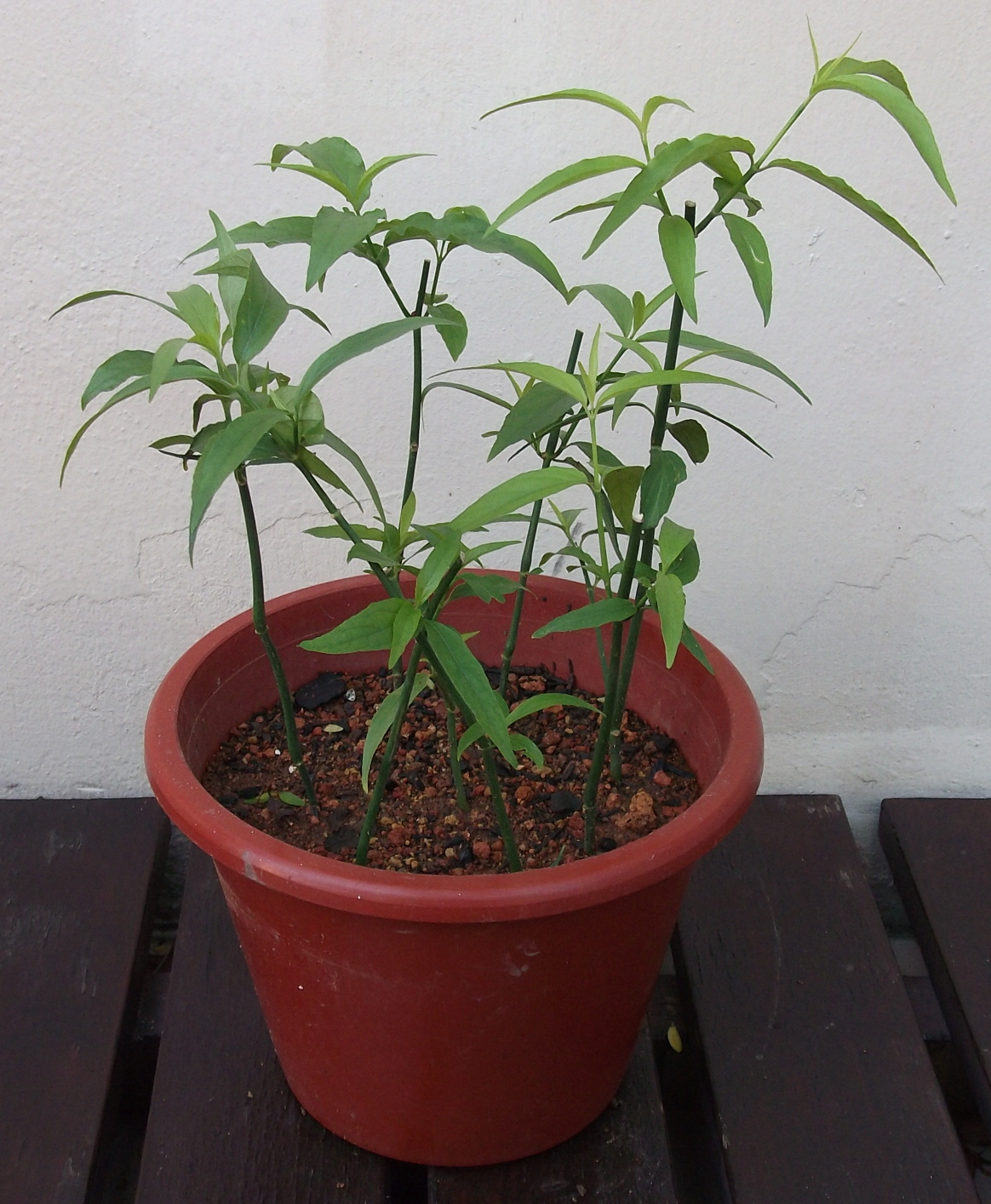 Sabah Snake Grass Dealer Singapore: Prices of Sabah Snake Grass