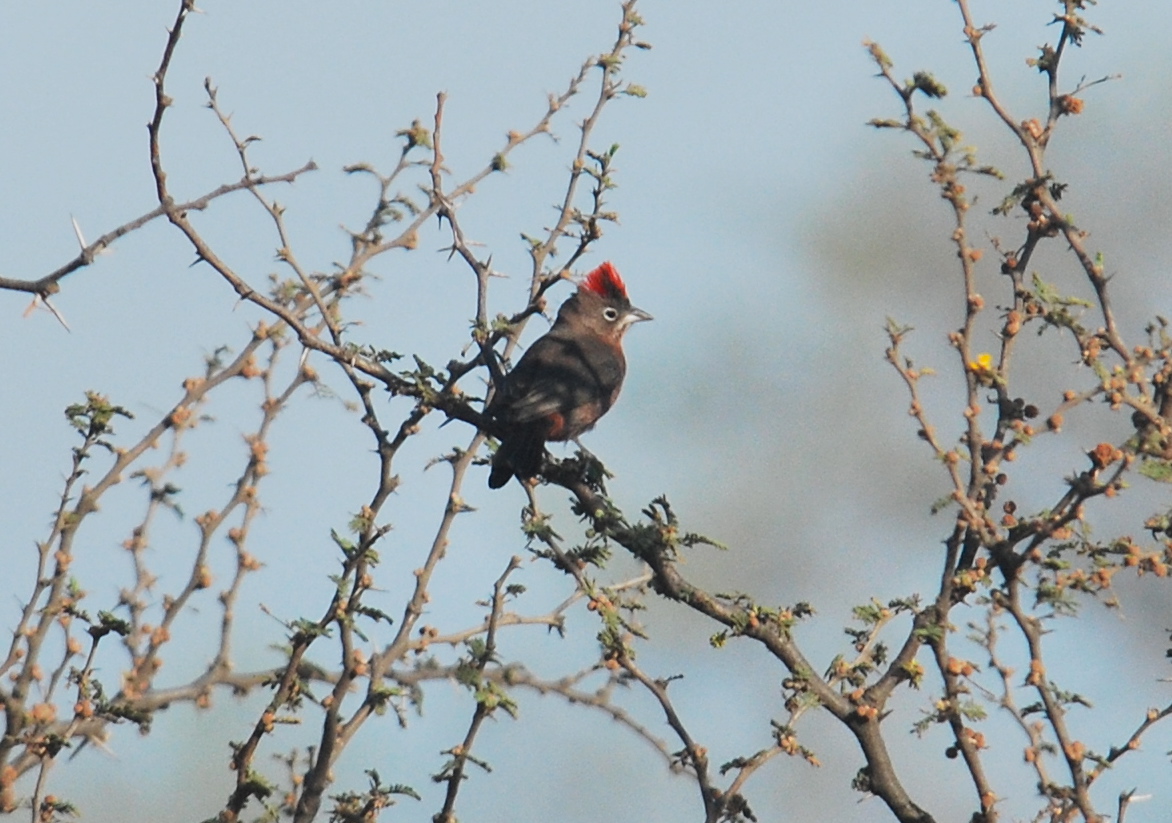 watching birds: The bird of the trip!