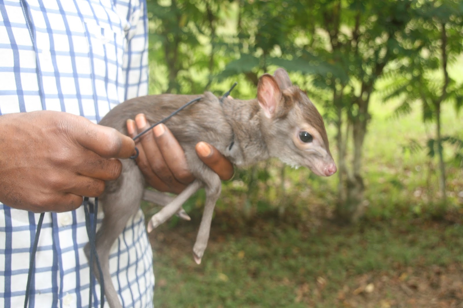 Manda Animali: il "Cervo-Topo"!? (Africa)