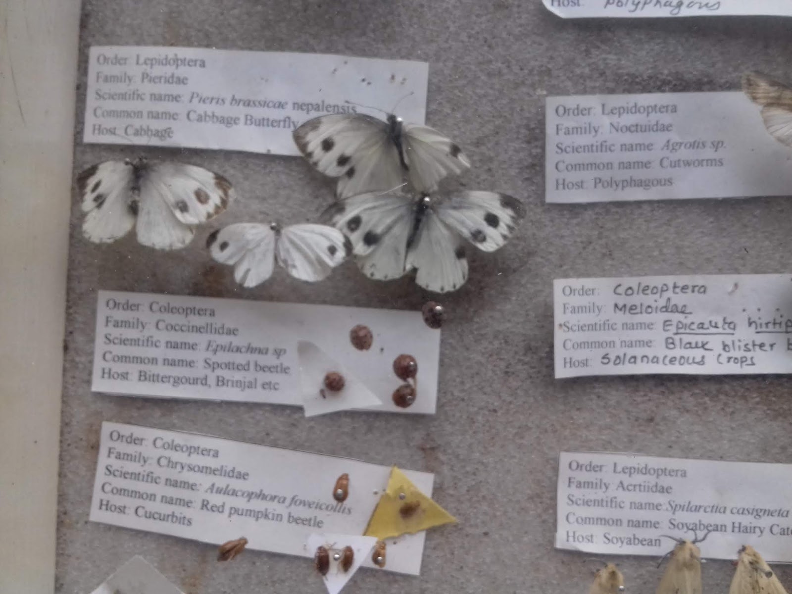 Taxonomy - Agricultural Pests