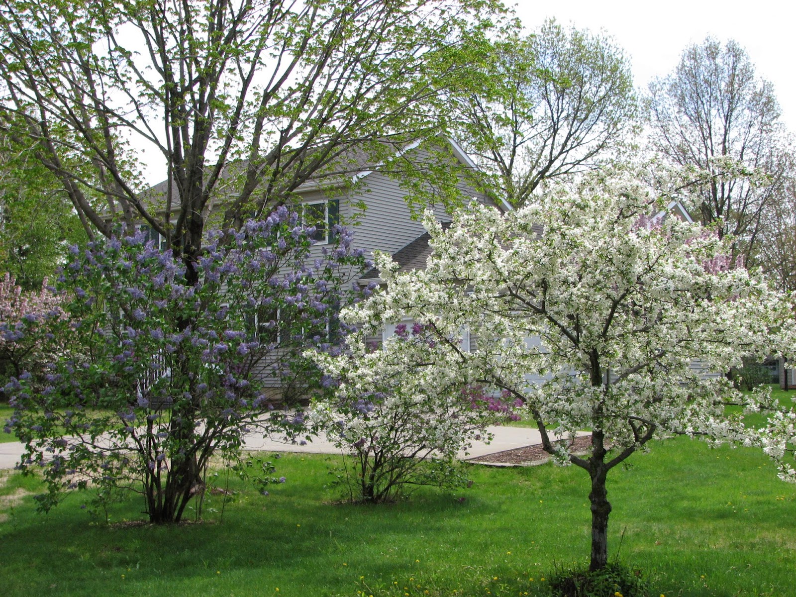 South Burlington, VT. photos Flowering Crab-apple Trees. | Litter with ...