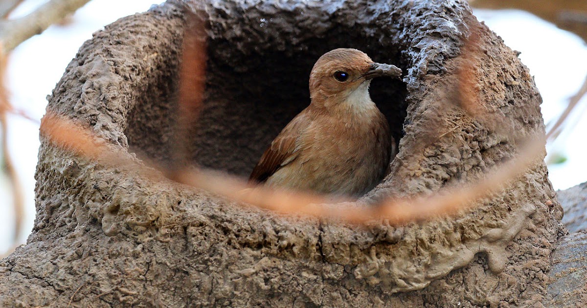 El hornero ~ Mitos, leyendas y mas...
