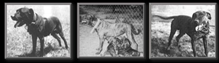 UN POCO DE LA HISTORIA DE LOS PERROS ELI - PerrosGame